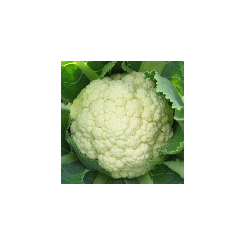 Graines de Choux fleurs - Goodman - Bio - Iriso