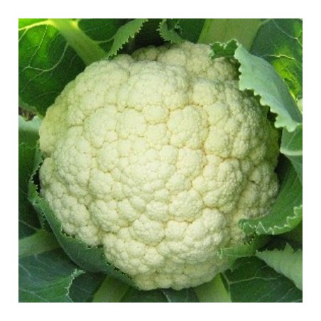 Graines de Choux fleurs - Goodman - Bio - Iriso