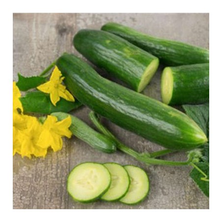 Graines de Concombres -Tendergreen Burpless - Bio - Iriso