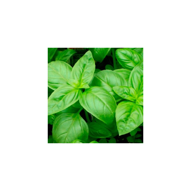 Graines de Basilic - Vert de Gênes - Bio