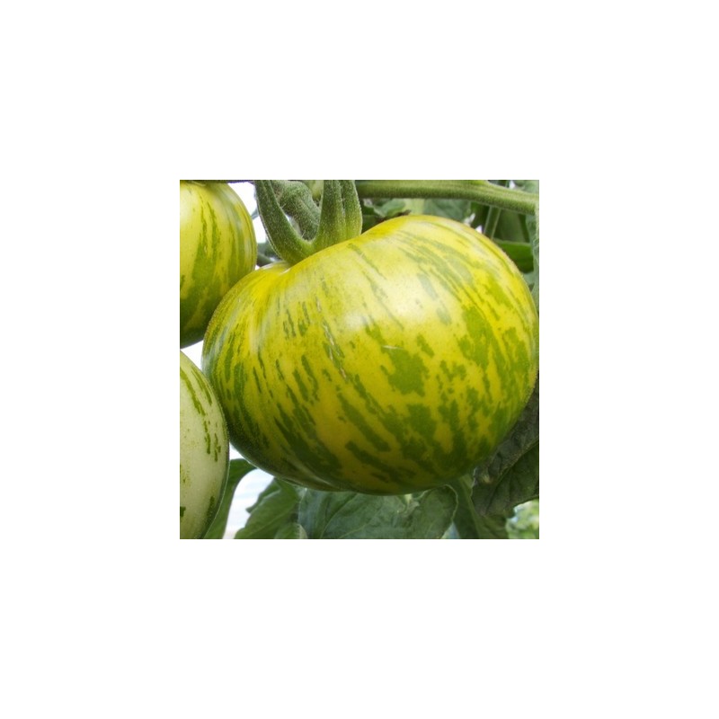 Graines de Tomate Verte - Green Zebra Arizona Hawai Strain - Bio - Iriso