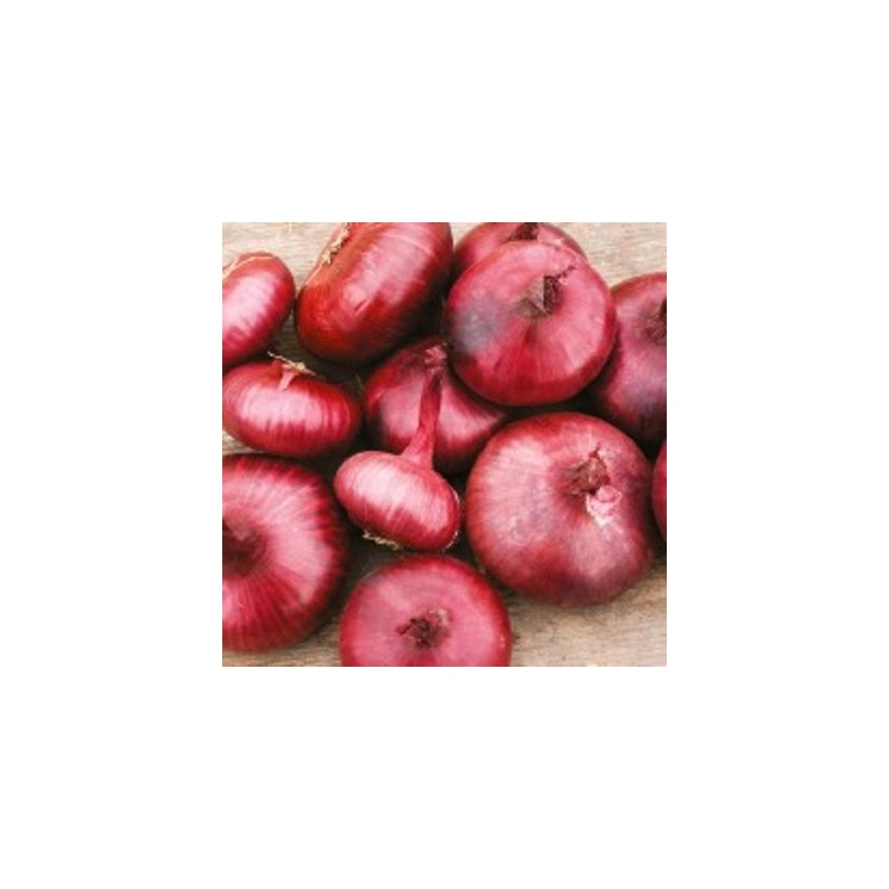 Graines bio - Oignon rouge de Genève - Iriso