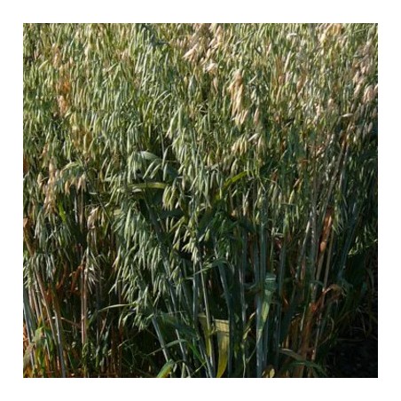 Graines d'avoine Terra - Bio - Iriso