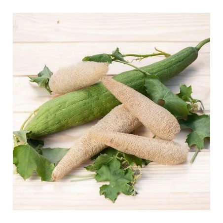 Graines de courge Luffa éponge - Bio