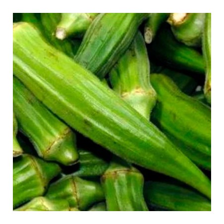 Graines de Gombo bio - Iriso