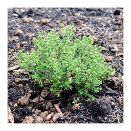 Graines de Thym commun Bio - Iriso