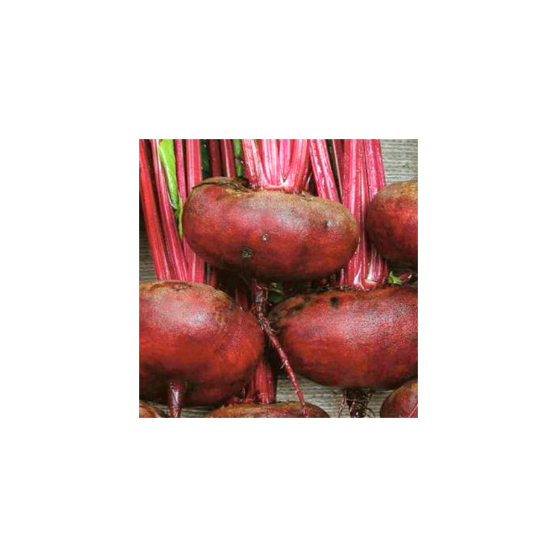 Betterave rouge et violette - Noire plate d'Egypte - Iriso.fr